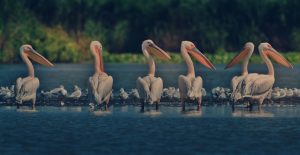 Sincron Delta - Hotel Plutitor 4* Delta Dunarii (oferte croaziere ...